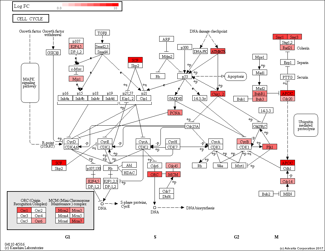 SUM-149 PT Cell Cycle - The SUM Breast Cancer Cell Line Knowledge Base ...