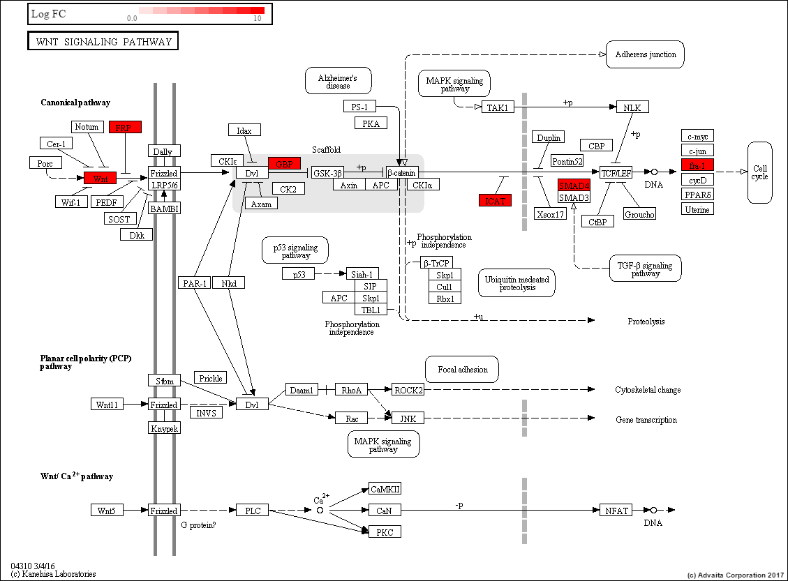 WNT Pathway - The SUM Breast Cancer Cell Line Knowledge Base (SLKBase)