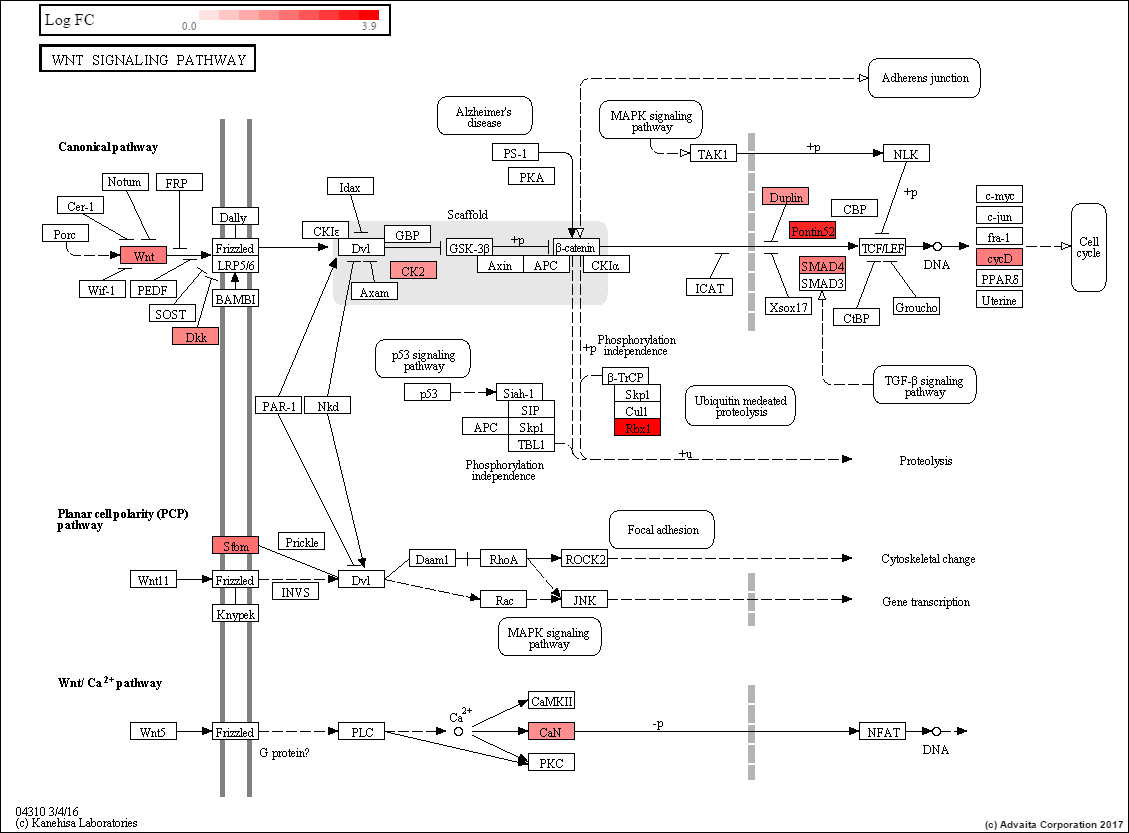 SUM-52 WNT pathway - The SUM Cancer Cell Line Knowledge Base (SLKBase)