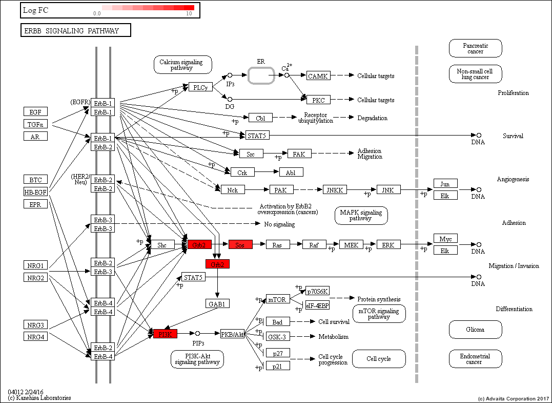 SUM-190 ERBB Signaling Pathway - The SUM Cancer Cell Line Knowledge ...