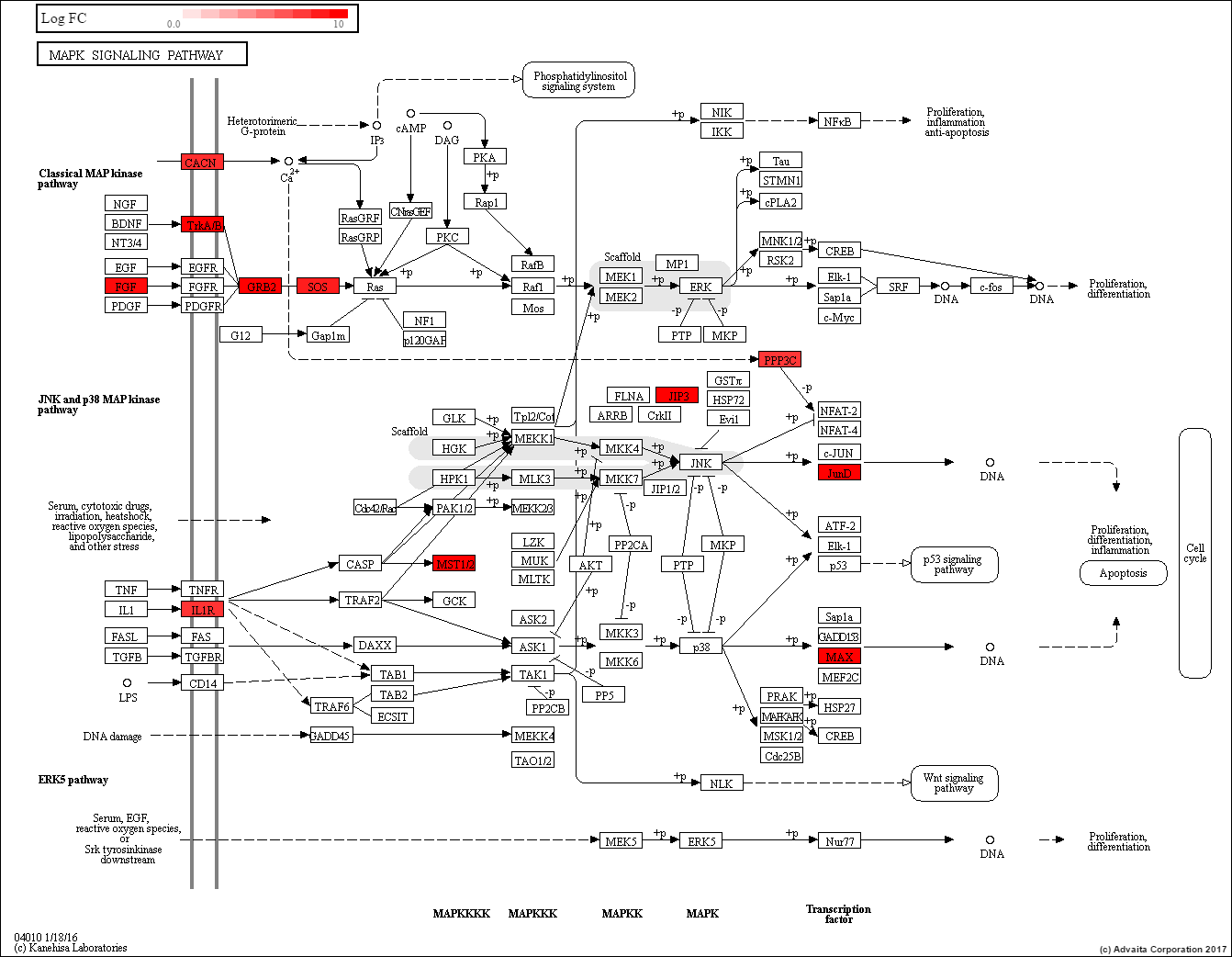 SUM-190 MAPK Signaling Pathway - The SUM Cancer Cell Line Knowledge ...