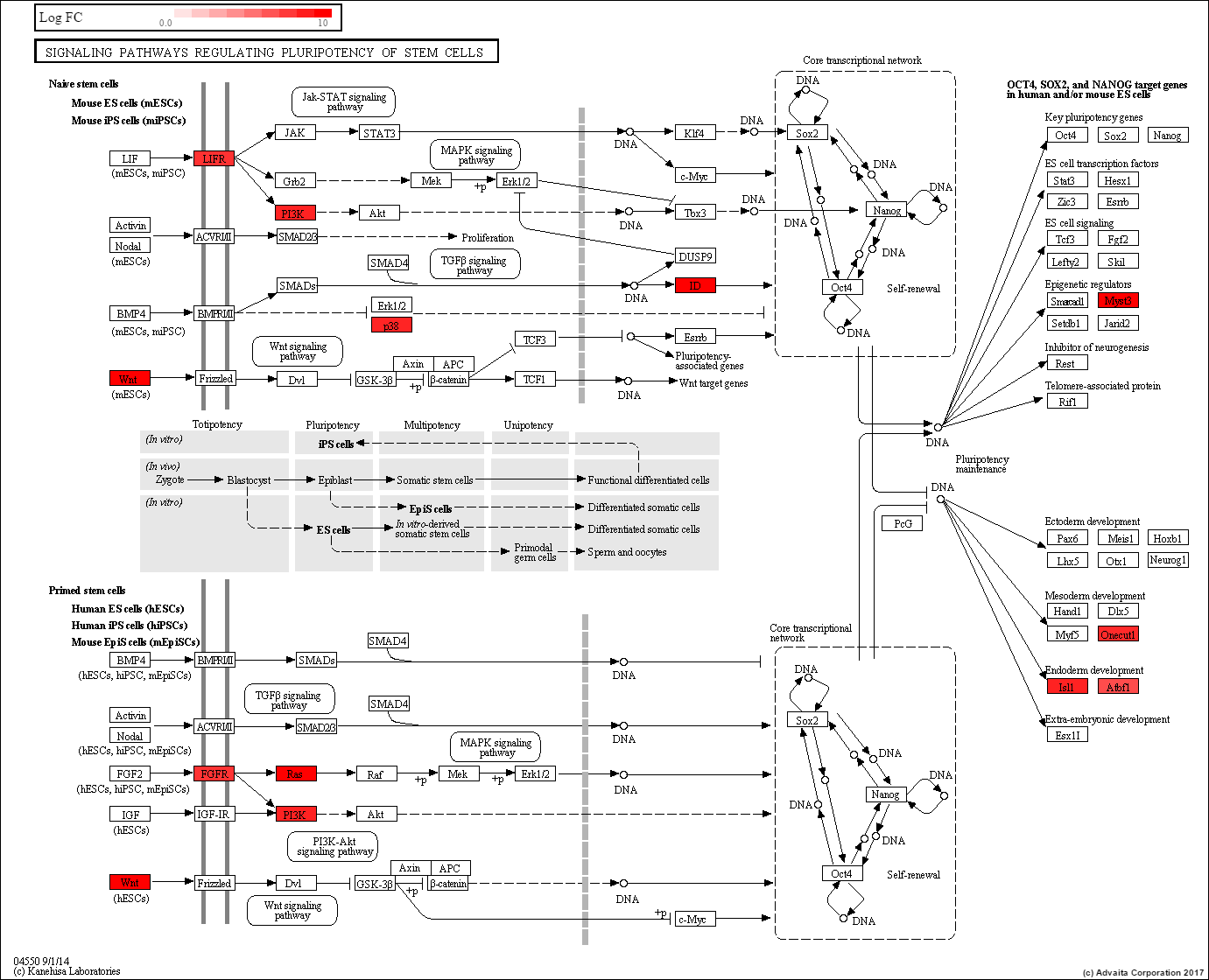 SUM-225 Signaling pathways regulating pluripotency in stem cells - The ...